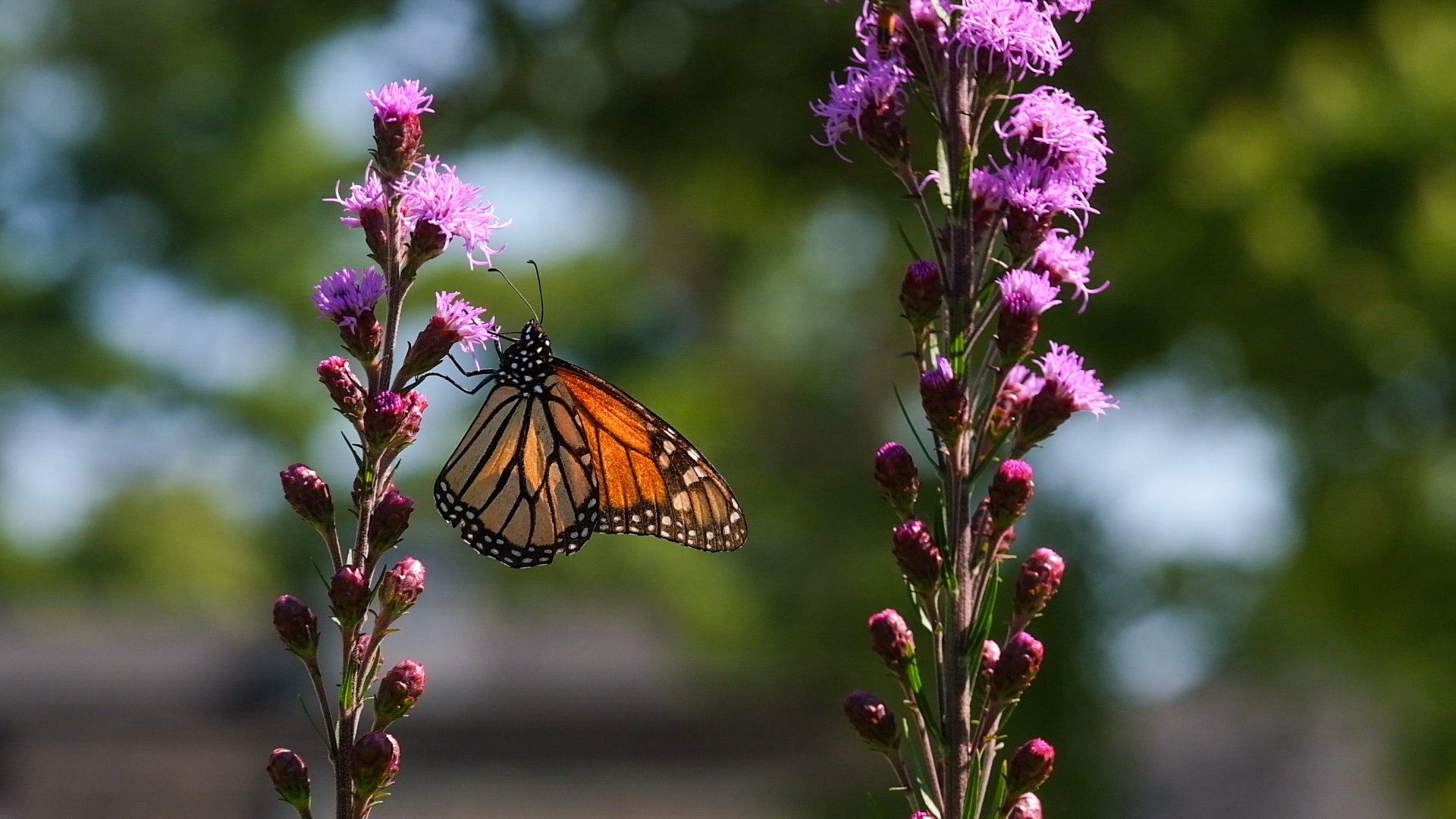 How We Redesigned Our Native Plant Garden - The Conservation Foundation